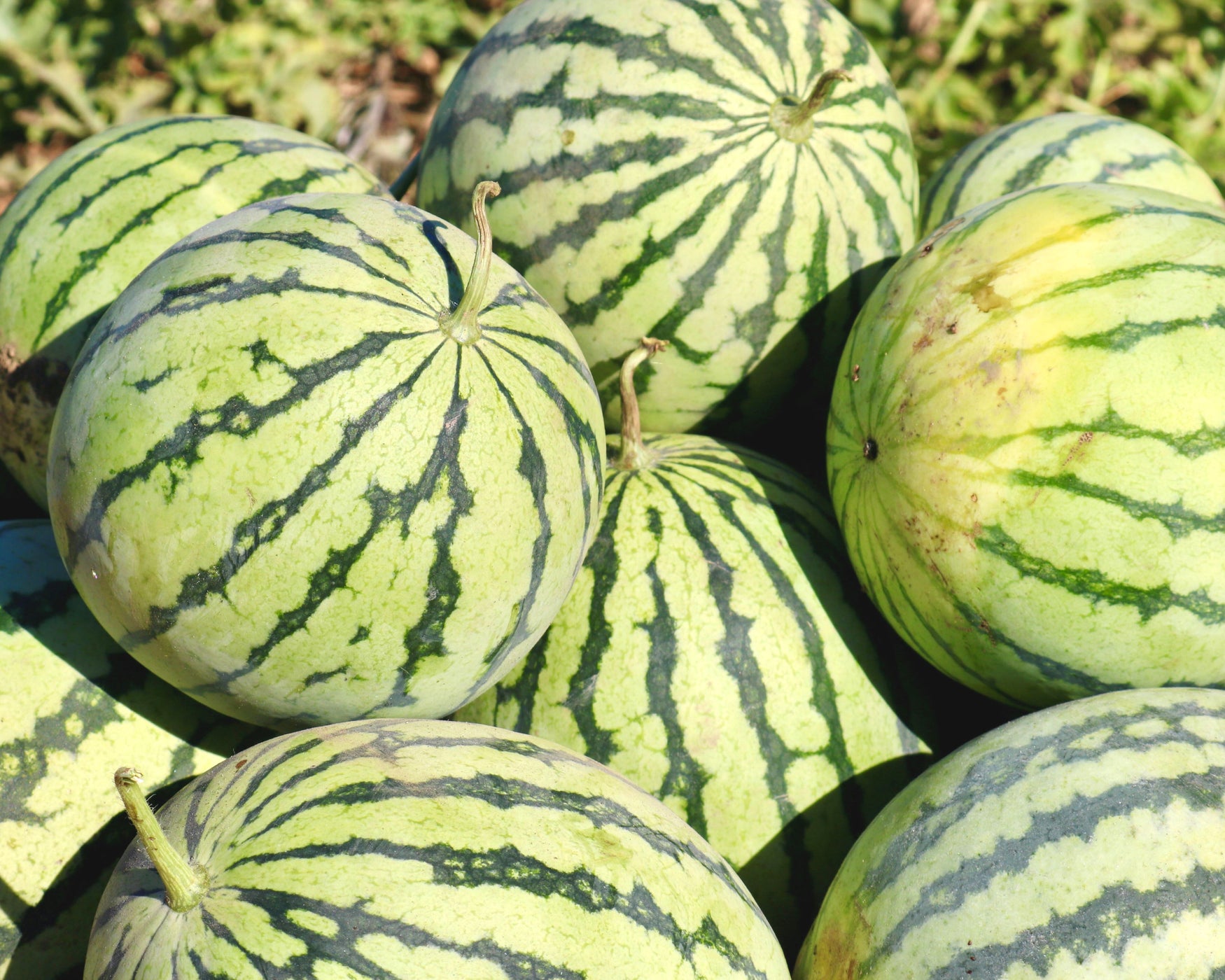 Yellow Doll Hybrid Watermelon Seeds — Seeds 'n Such