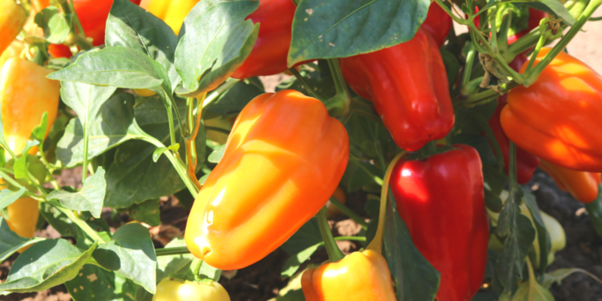 Gypsy Hybrid Pepper Seeds — Seeds 'n Such