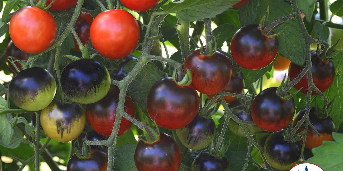 Midnight Snack Hybrid Tomato Seeds — Seeds 'n Such