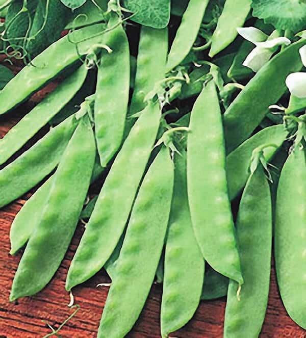 Bulk: Oregon Giant Pea Seeds — Seeds 'n Such