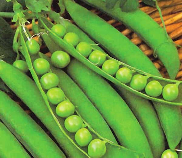 Bulk: Lincoln Pea Seeds — Seeds 'n Such