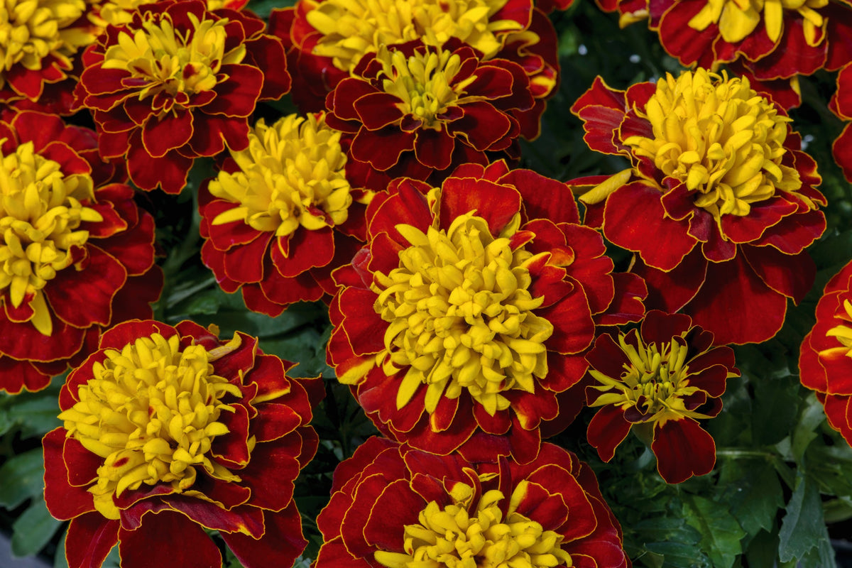 Marigold Super Hero Spry Seeds — Seeds 'n Such