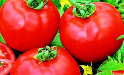 Container's™ Choice Red Hybrid Tomato Seeds — Seeds 'n Such