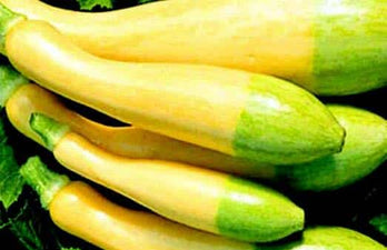 Zephyr Hybrid Summer Squash Seeds — Seeds 'n Such