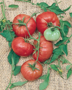 Italian Tree or Climbing Trip-L-Crop Tomato Seeds — Seeds 'n Such