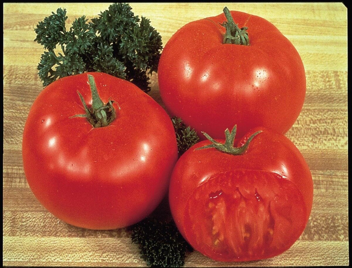 Bulk: Mega Tom Giant Tomato Seeds — Seeds 'n Such