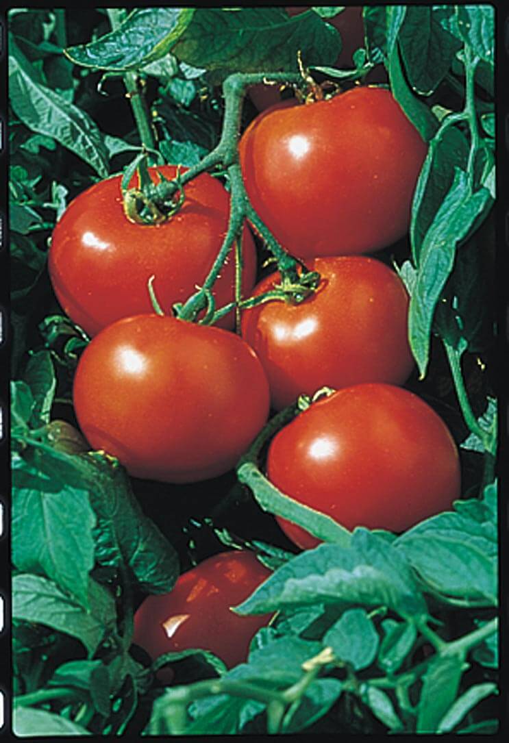 Rutgers Select Tomato Seeds — Seeds 'n Such