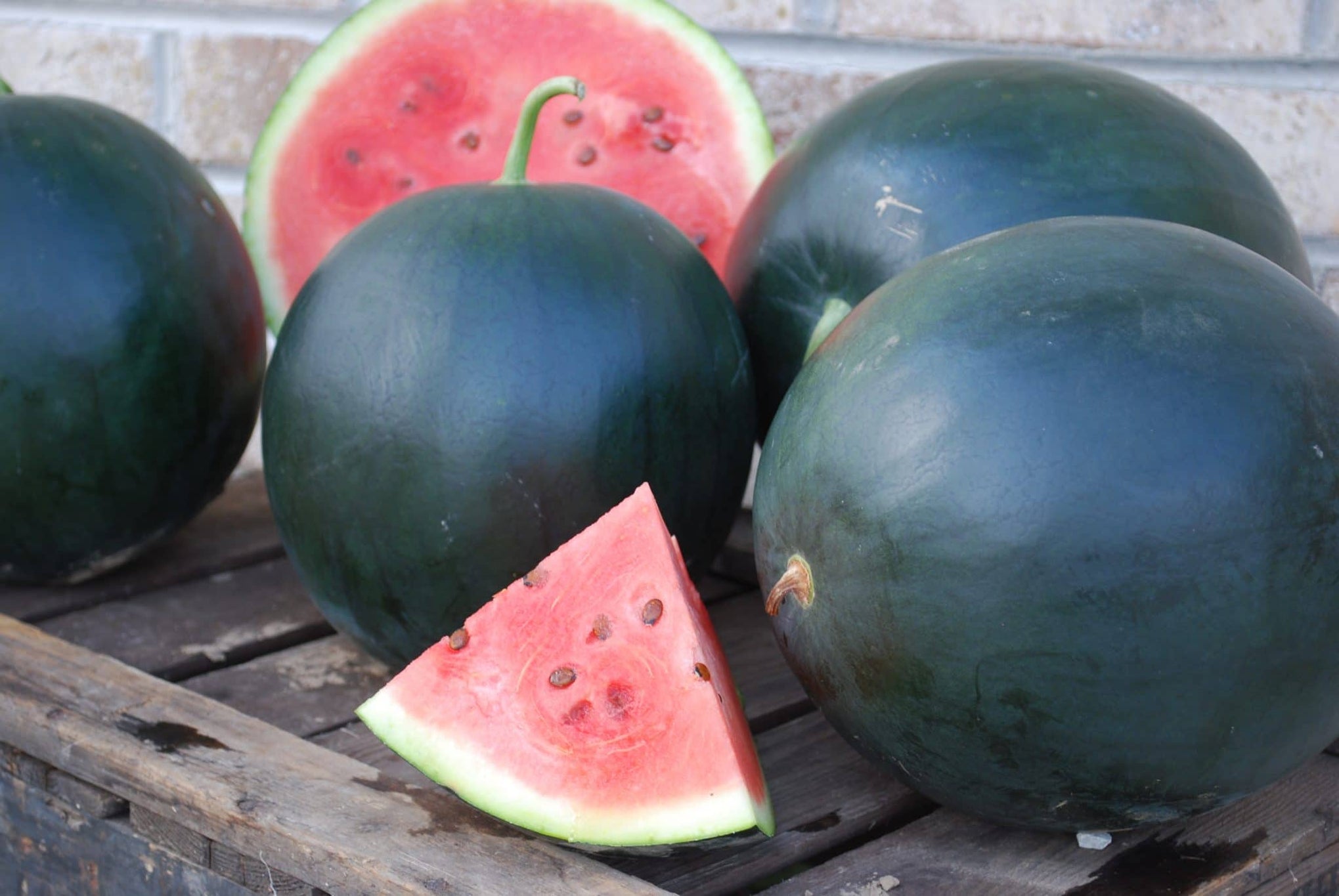 Blacktail Mountain Watermelon Seeds — Seeds 'n Such