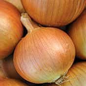 Yellow Sweet Spanish Onion Plants | Ships Separately — Seeds 'n Such