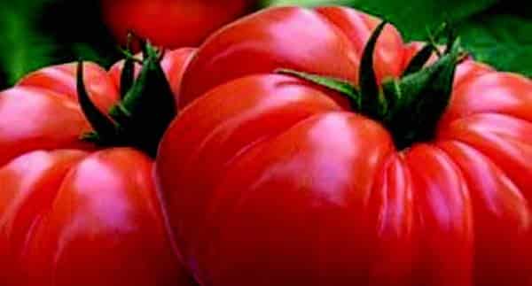 Buffalosteak Hybrid Tomato Seeds — Seeds 'n Such