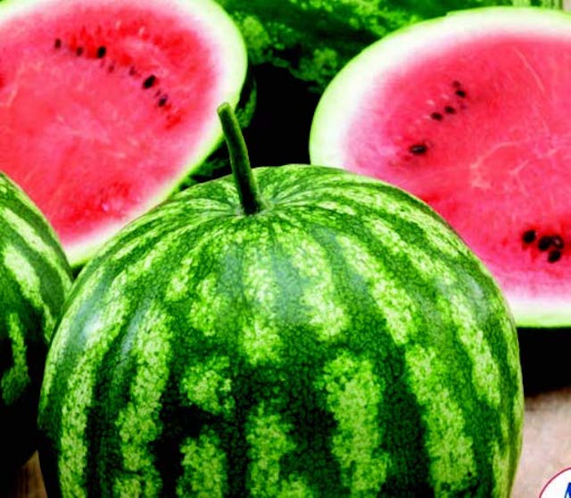 Cal Sweet Bush Watermelon Seeds — Seeds 'n Such