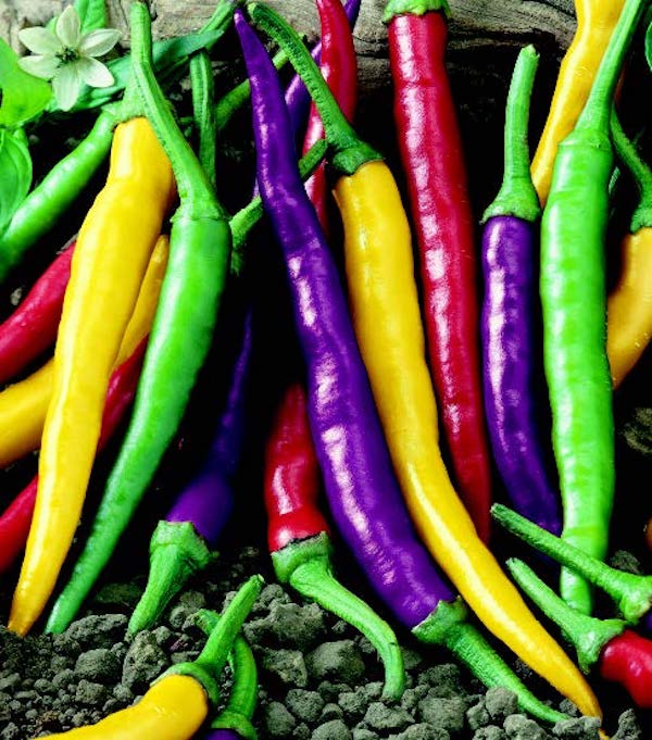 Bulk: Cayenne Fiesta Blend Pepper Seeds — Seeds 'n Such