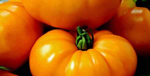 Chef's™ Choice Yellow Hybrid Tomato Seeds — Seeds 'n Such