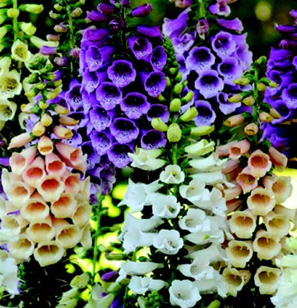 Dalmation Hybrid Mix Foxglove Seeds — Seeds 'n Such