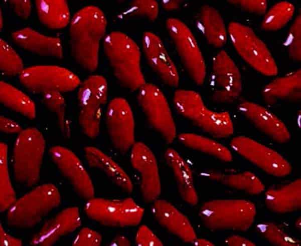 Dark Red Kidney Seeds — Seeds 'n Such