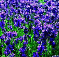 Bulk: Lavender Seeds, English — Seeds 'n Such
