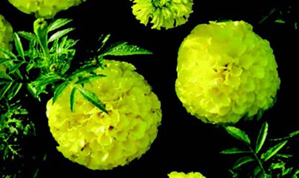 Bulk: First Lady Hybrid Marigold Seeds — Seeds 'n Such