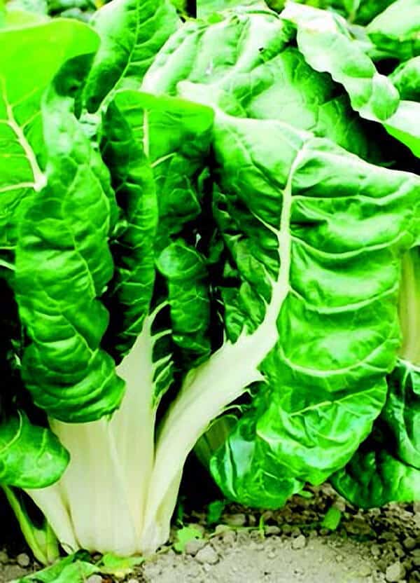 Bulk: Fordhook Giant Swiss Chard Seeds — Seeds 'n Such