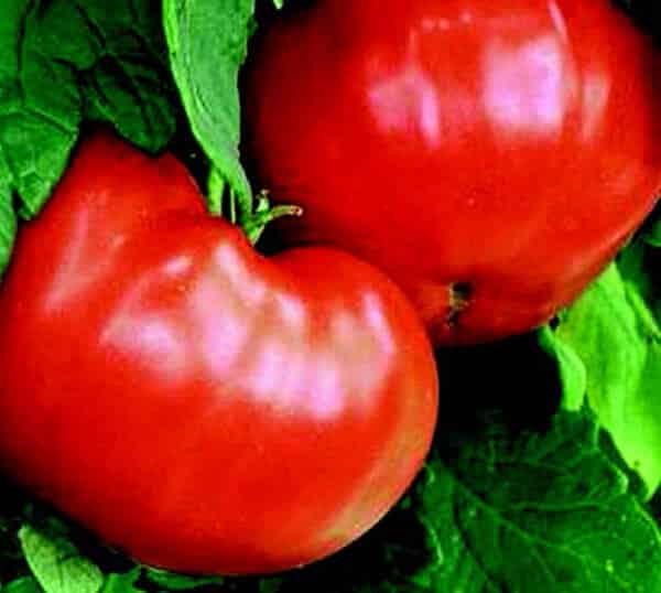 Goliath Bush Early Hybrid Tomato Seeds — Seeds 'n Such