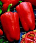 Goliath Sweet Hybrid Pepper Seeds — Seeds 'n Such
