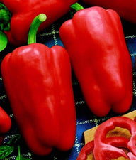 Goliath Sweet Hybrid Pepper Seeds — Seeds 'n Such