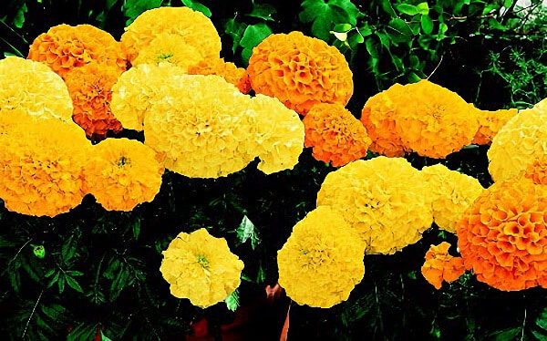 Bulk: Inca II Hybrid Mix Marigold Seeds — Seeds 'n Such