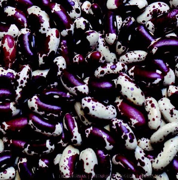 Bulk: Jacob's Cattle Bean Seeds — Seeds 'n Such