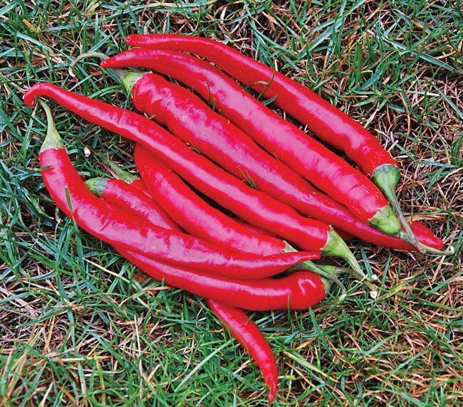 Cayenne Large Red Thick Hot Pepper Seeds — Seeds 'n Such