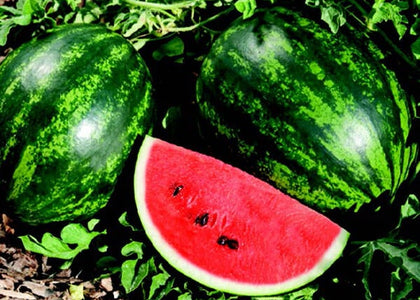 Mini Love Personal Hybrid Watermelon Seeds — Seeds 'n Such