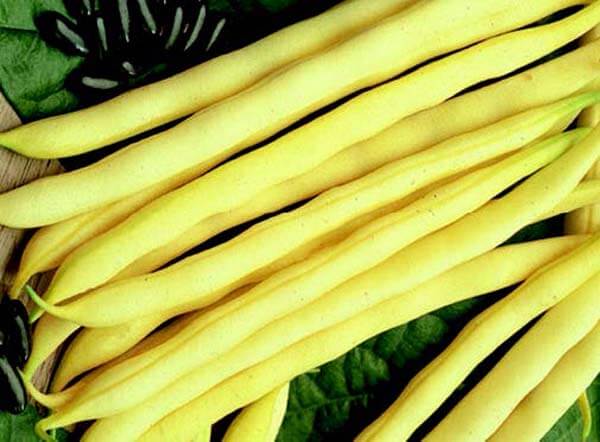 Pencil Pod Black Wax Bean Seeds — Seeds 'n Such