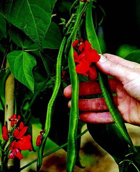 Scarlet Runner Bean Seeds — Seeds 'n Such