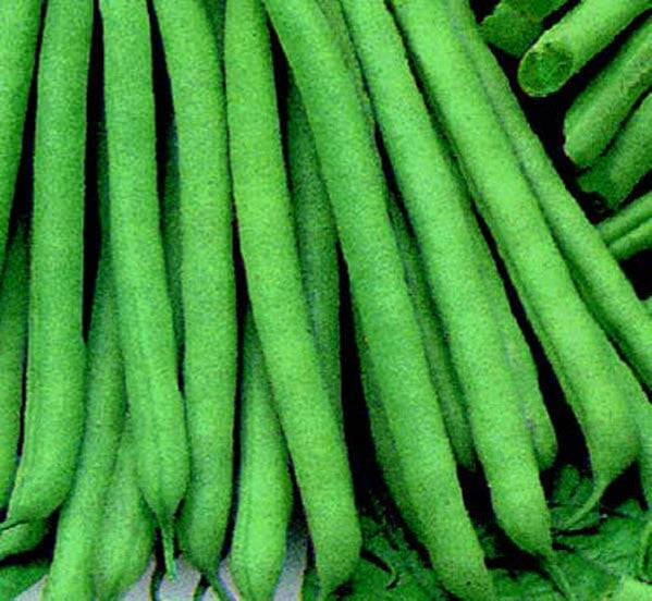 Bean Seeds for High-Yield Gardens - Buy Now! — Seeds 'n Such