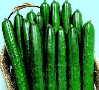 Bulk: Summer Dance Hybrid Cucumber Seeds — Seeds 'n Such