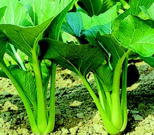 Asian Greens — Seeds 'n Such