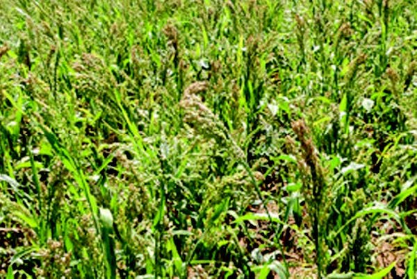 White Millet Plant Dragon's Claw Millet (Eleusine Coracana)