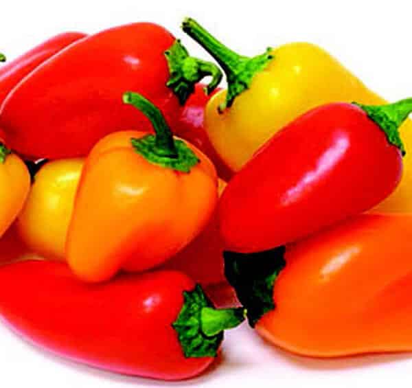 Bulk: Yum-Yum Hybrid Mix Pepper Seeds (Treated) — Seeds 'n Such